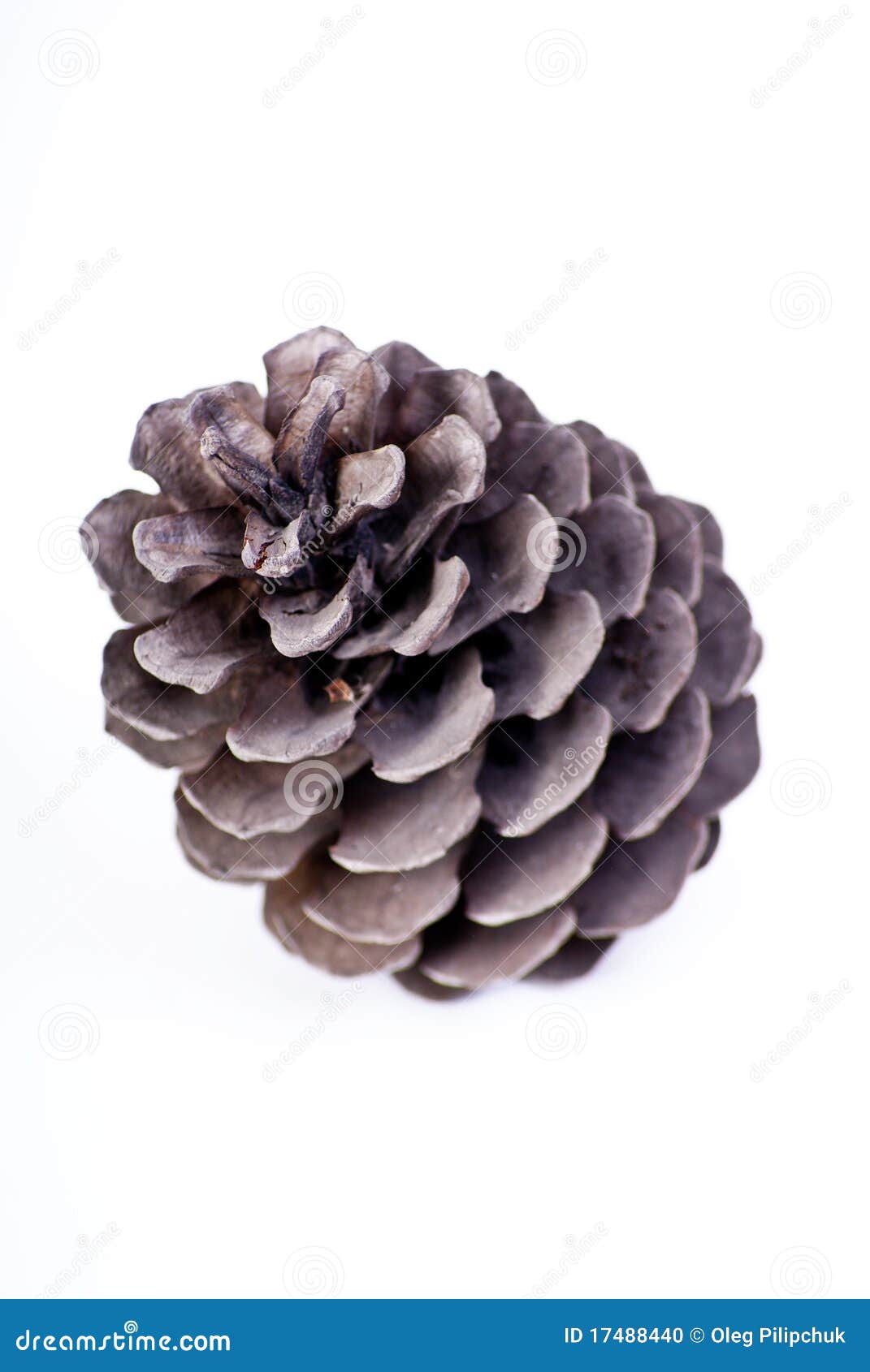 Bump stock photo. Image of strobile, conelet, seed, shiny - 17488440