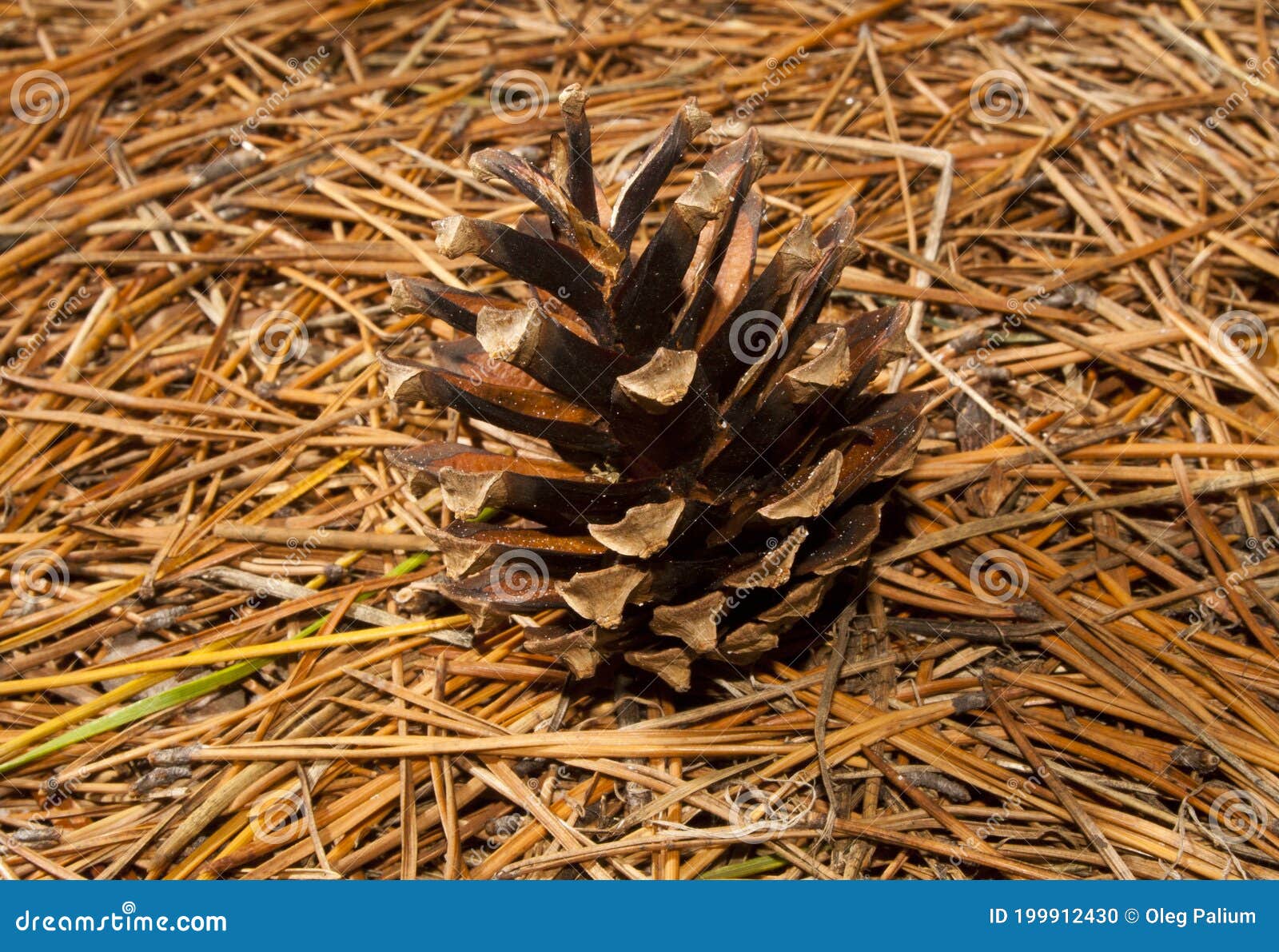 A Bump on the Background of Dry Needles Stock Photo - Image of bump ...