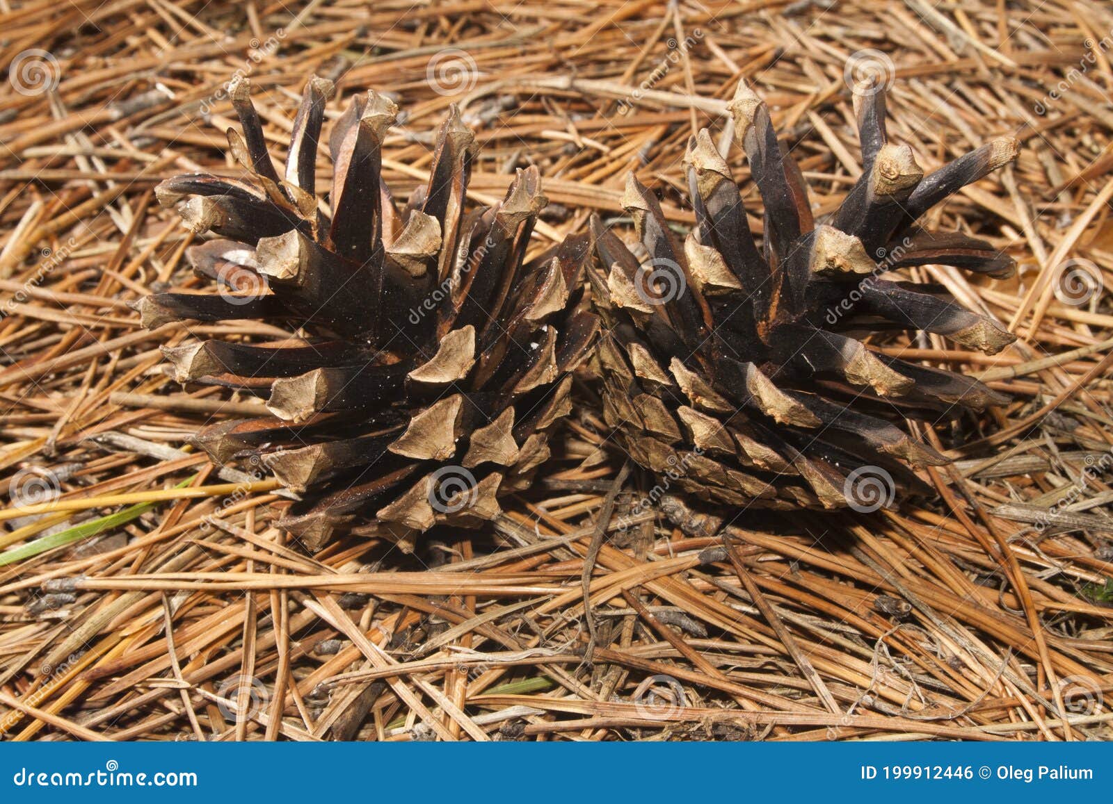 A Bump on the Background of Dry Needles Stock Photo - Image of ...