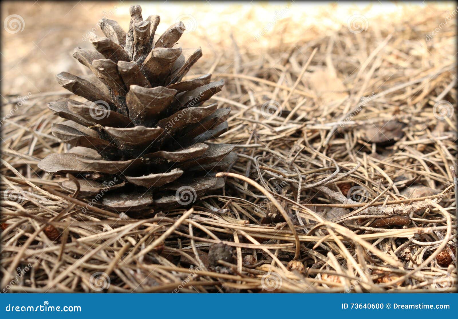 Bump and dry grass. stock photo. Image of straw, grass - 73640600