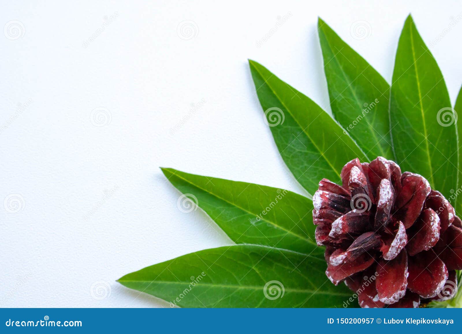 Bump and Green Leaves on a White Background Stock Image - Image of ...
