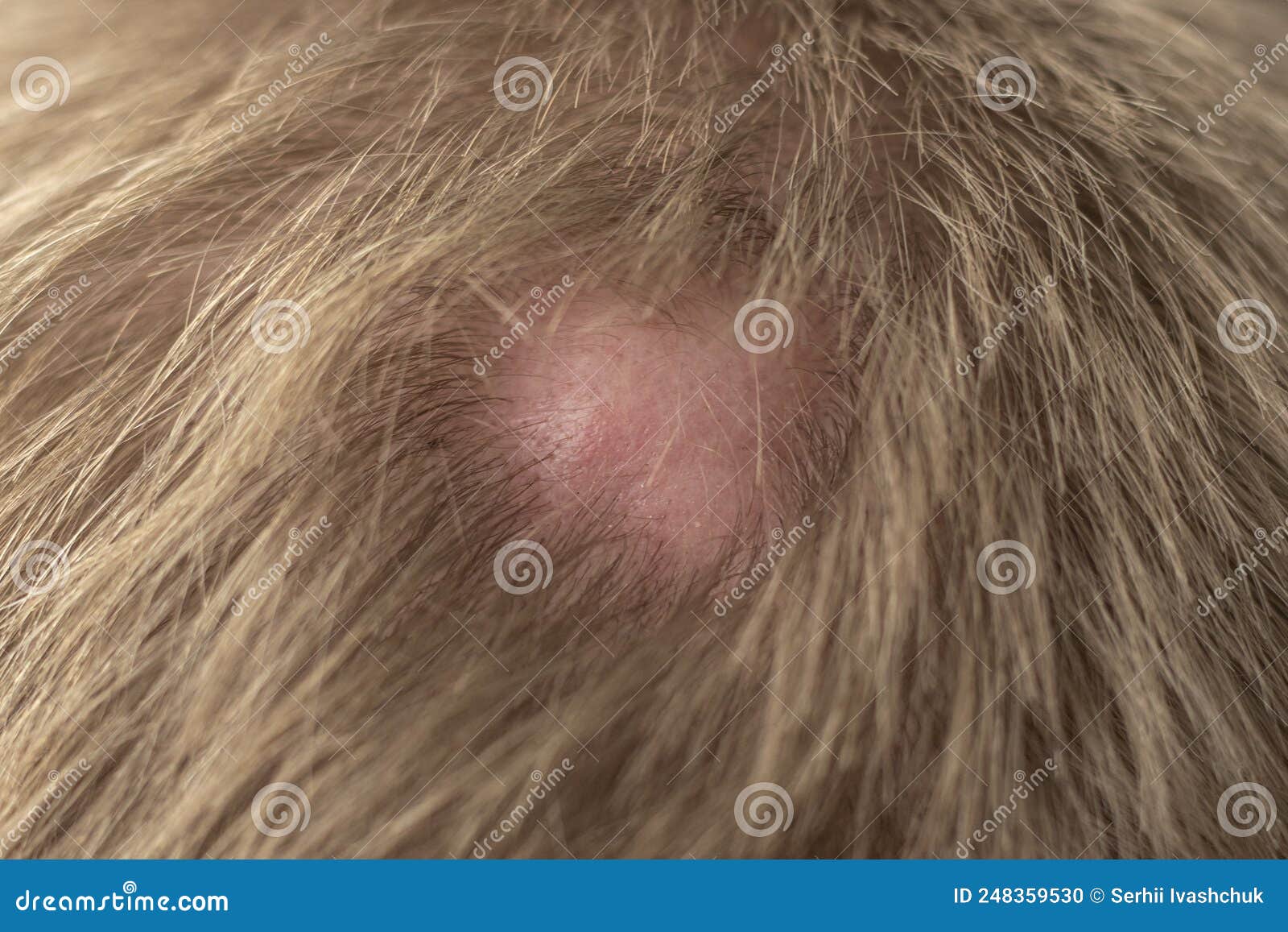 Bump-Head Sunfish - Mola Alexandrini Royalty-Free Stock Photo ...