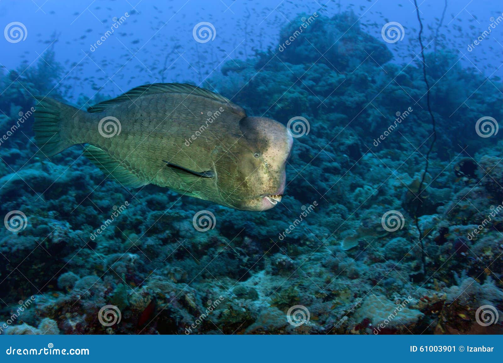 Bump-Head Sunfish - Mola Alexandrini Stock Photography | CartoonDealer ...