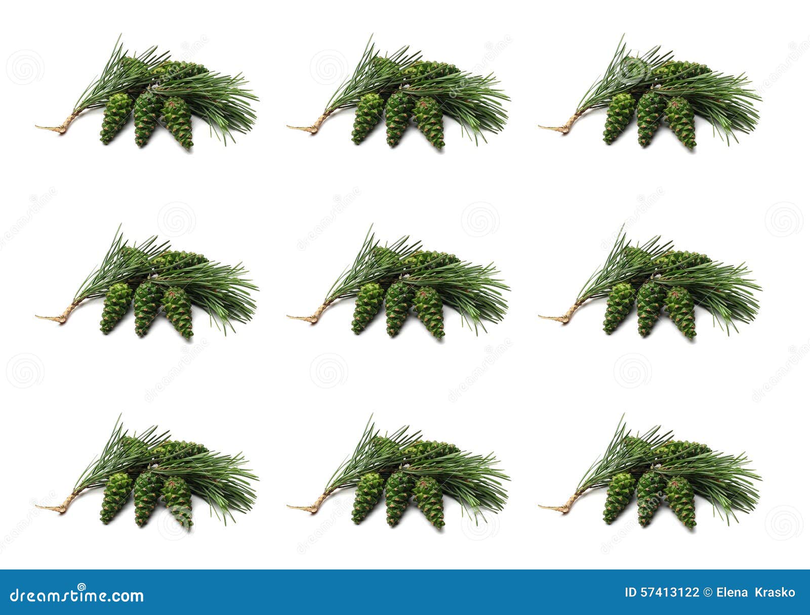 Bump on a Pine Branch, Green Stock Photo - Image of bitter, pine: 57413122