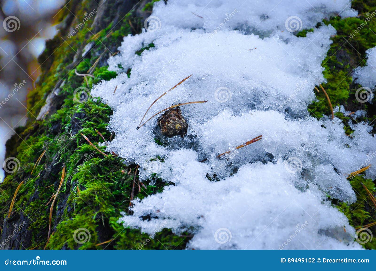 Bump in the snow stock photo. Image of stood, green, tree - 89499102