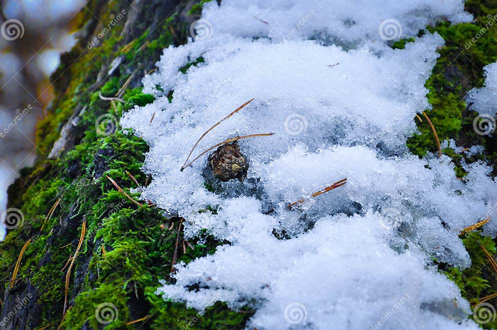 Bump in the snow stock photo. Image of stood, green, tree - 89499102