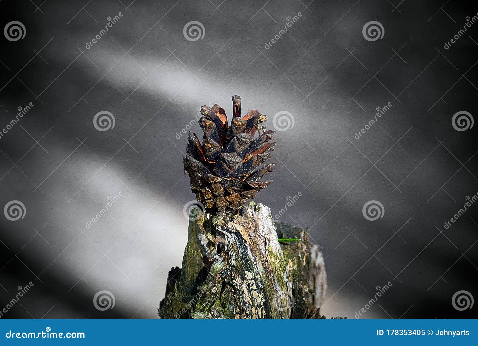 Bump on a Stump in the Wild Forest Stock Image - Image of wild, bump ...