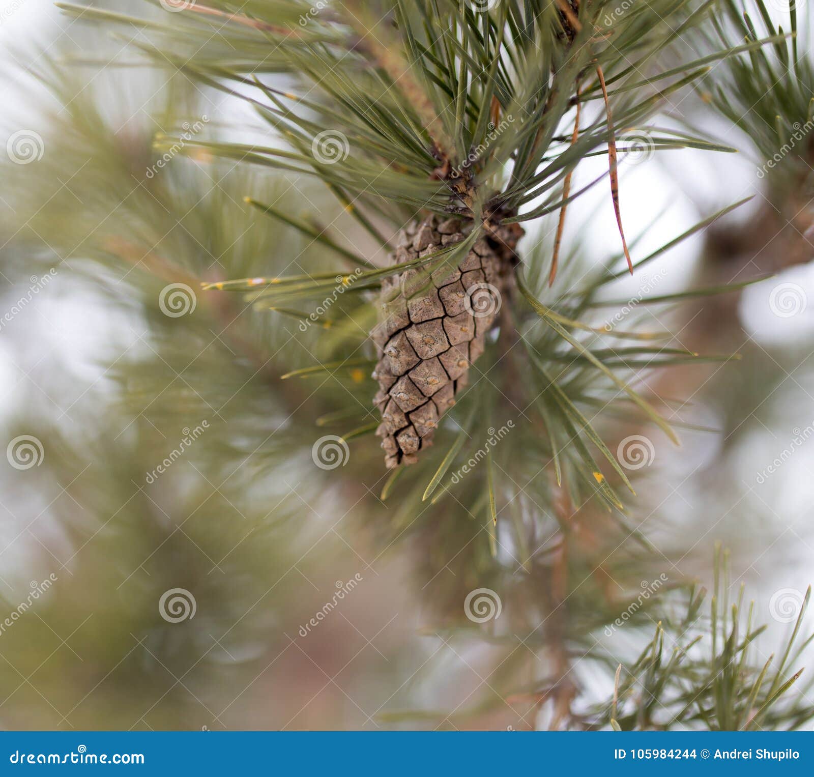 Bump on the tree in nature stock photo. Image of celebration - 105984244