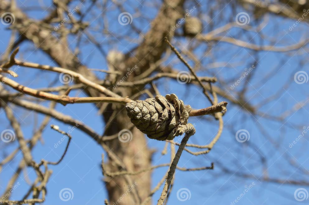 Bump on the tree stock image. Image of branches, spiderweb - 47420787