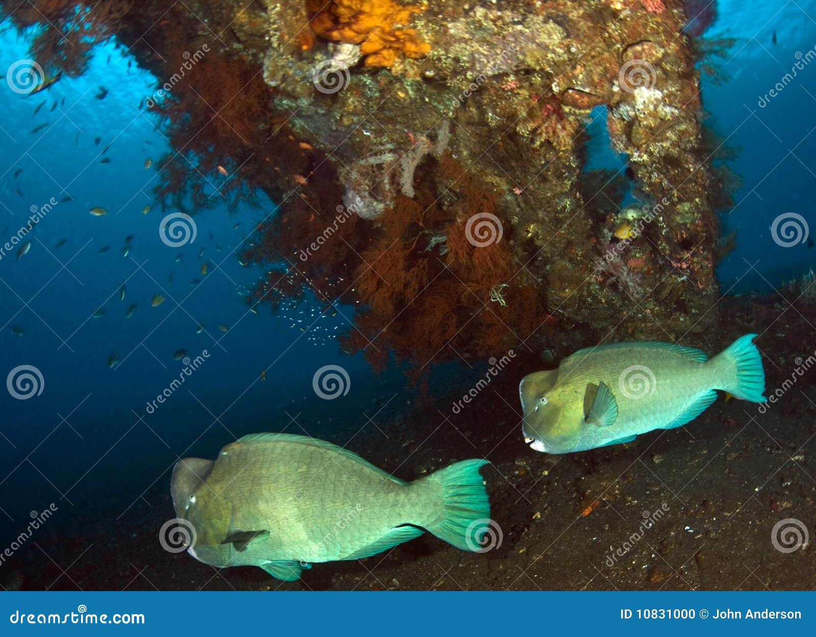 Bumphead Parrotfish stock photo. Image of pacific, fish - 10831000