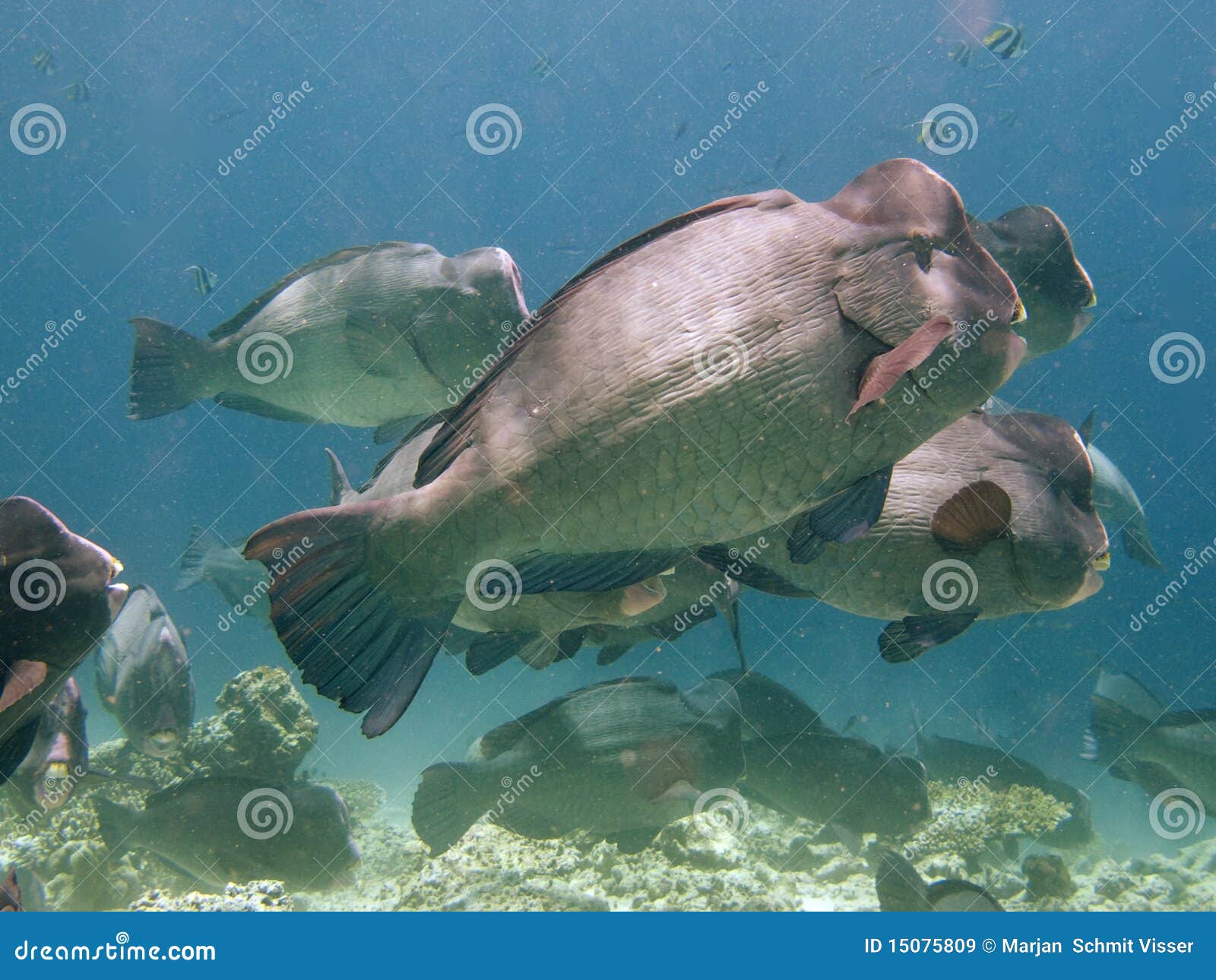 Bumphead Parrotfish stock image. Image of reef, salt - 15075809