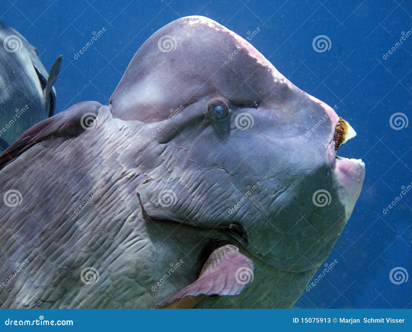 Bumphead Parrotfish stock image. Image of group, head - 15075913