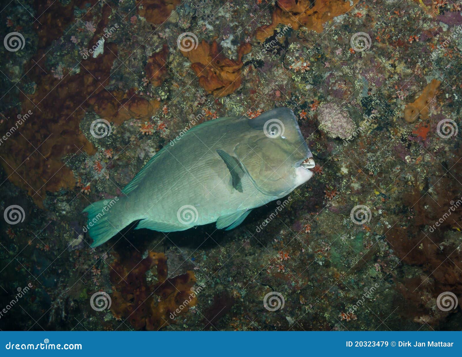 Bumphead Parrotfish stock image. Image of nature, tropical - 20323479