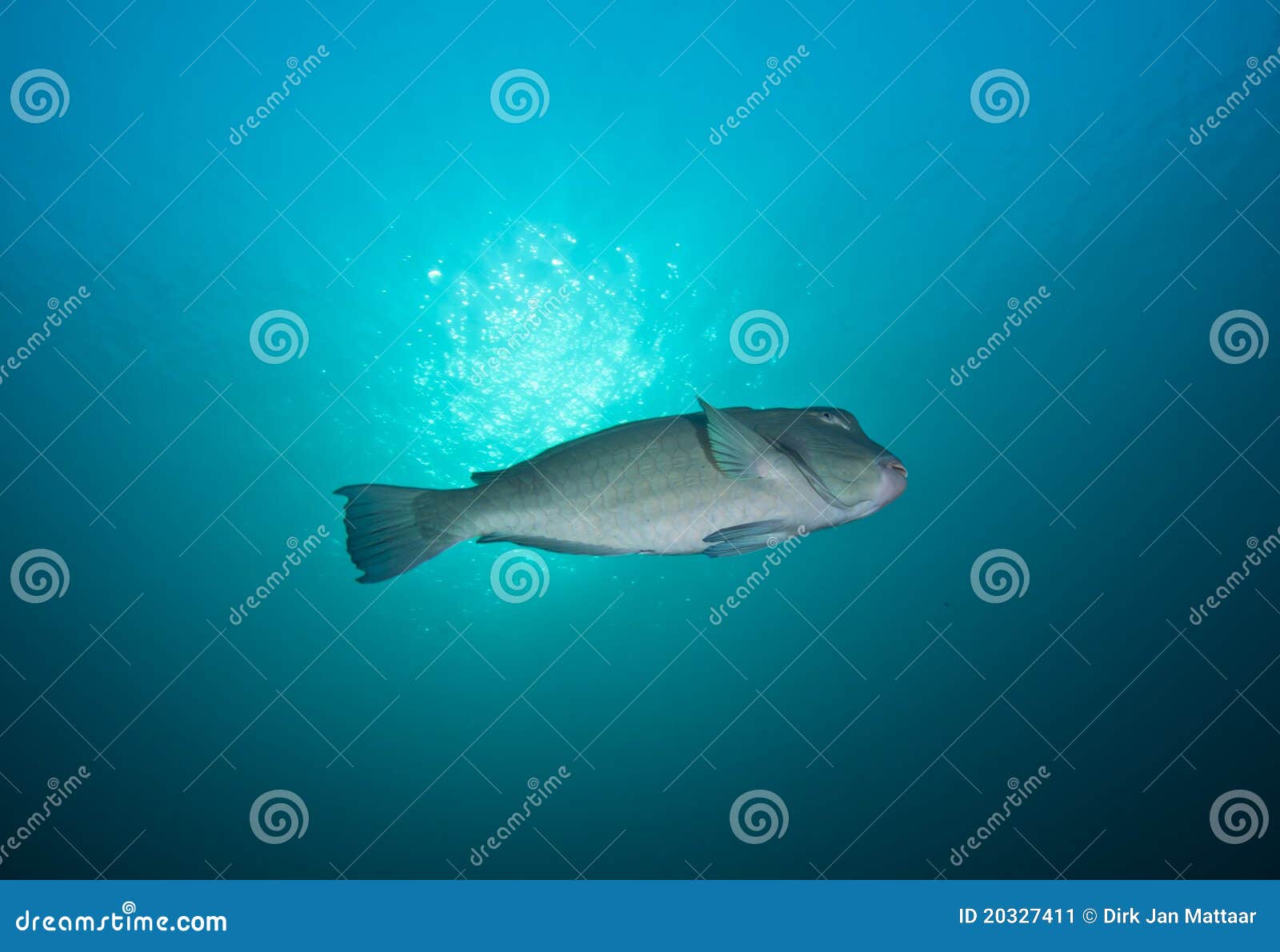 Bumphead Parrotfish stock image. Image of water, asia - 20327411