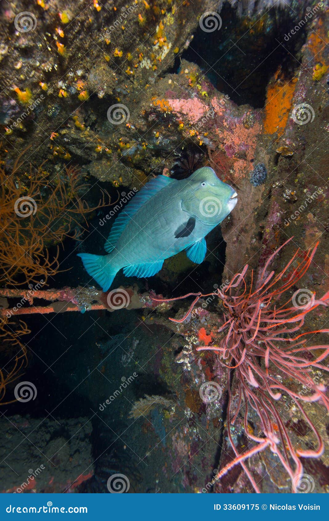 Bumphead parrotfish stock image. Image of australia, bolbometopon ...