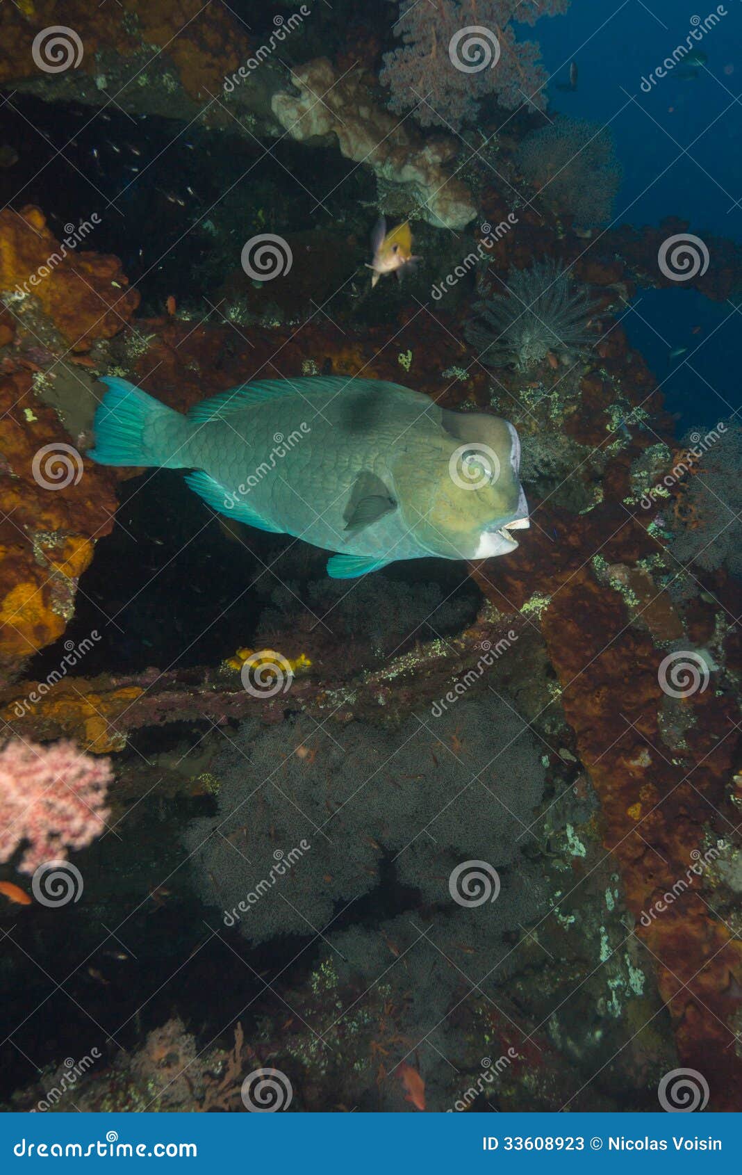 Bumphead parrotfish stock image. Image of liberty, scuba - 33608923