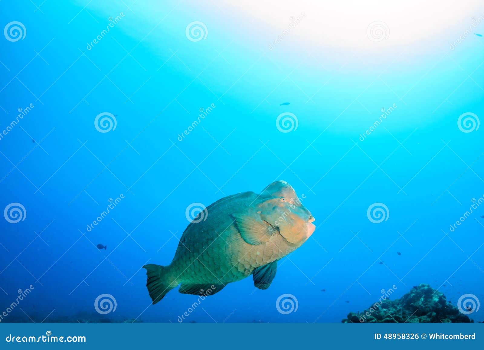 Bumphead Parrotfish stock photo. Image of hump, liberty - 48958326