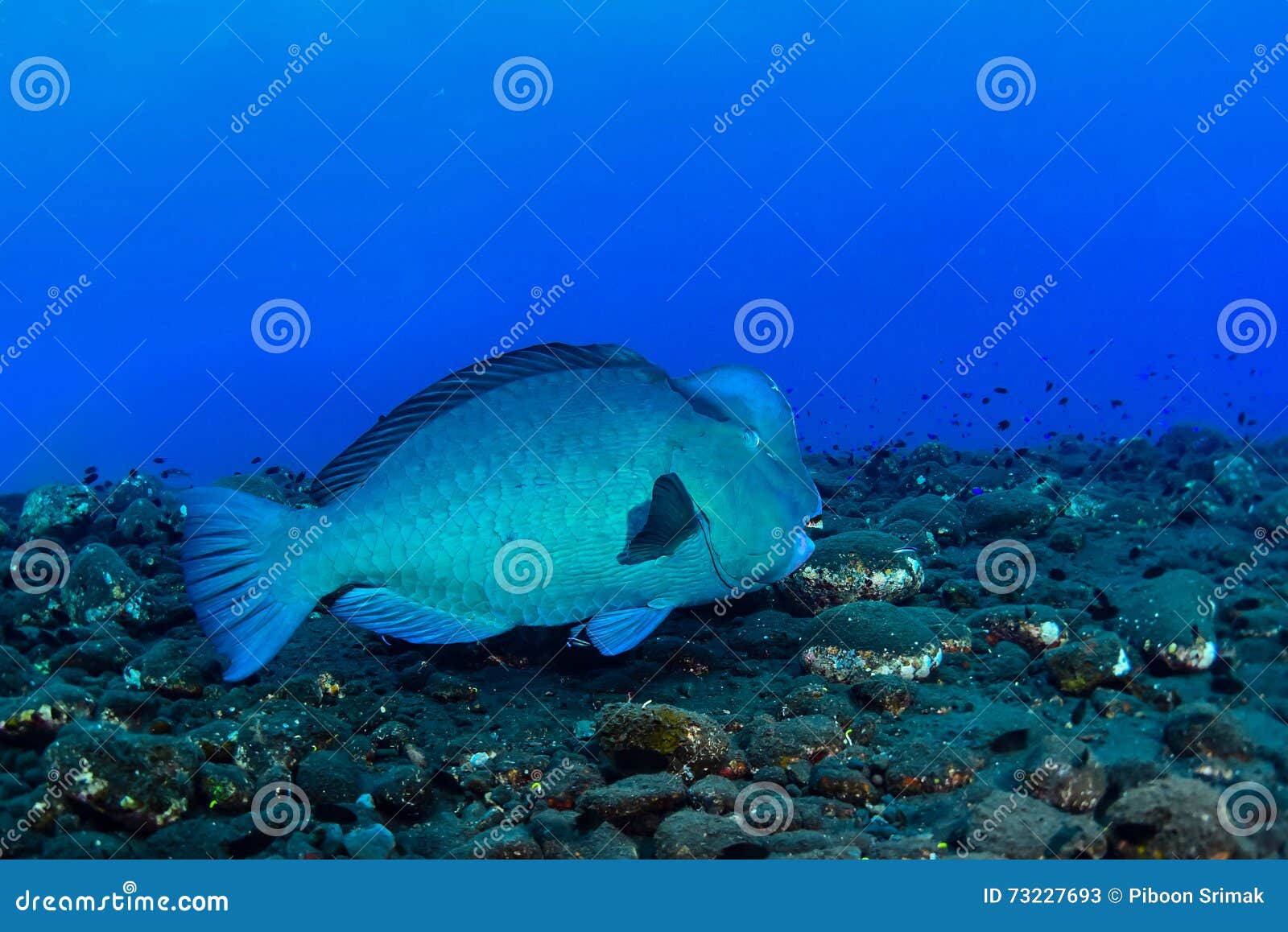 Bumphead parrotfish stock image. Image of indonesia, underwater - 73227693