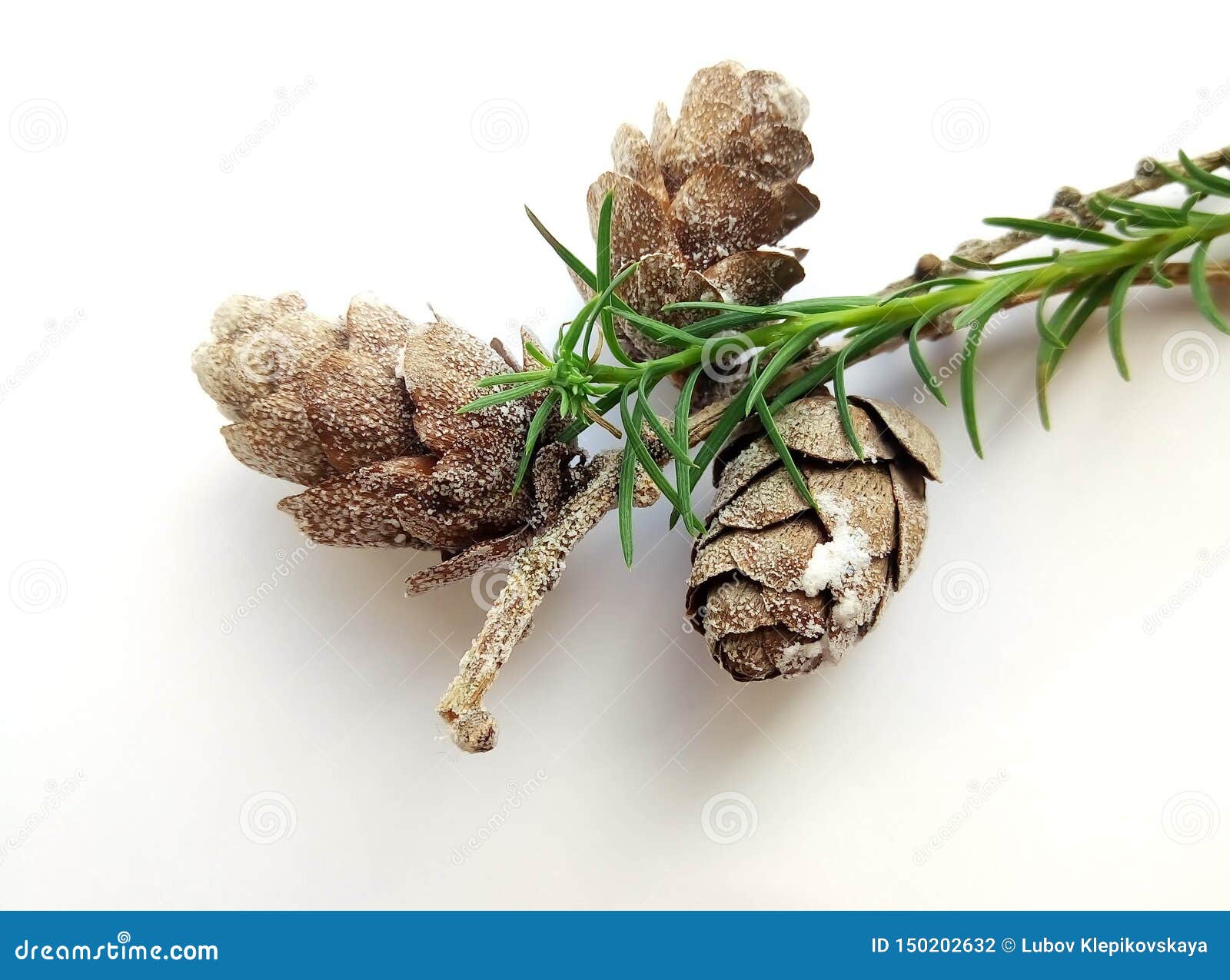Bumps with a Branch on a White Background Stock Photo - Image of nature ...