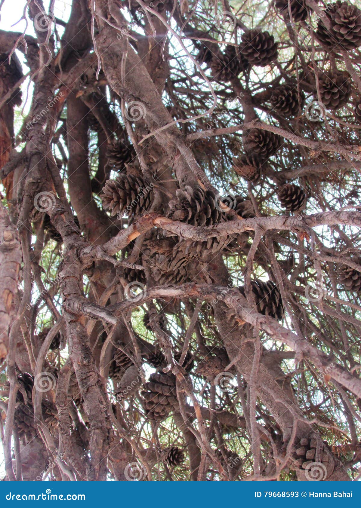 Bumps stock image. Image of tree, eaten, brown, branches - 79668593