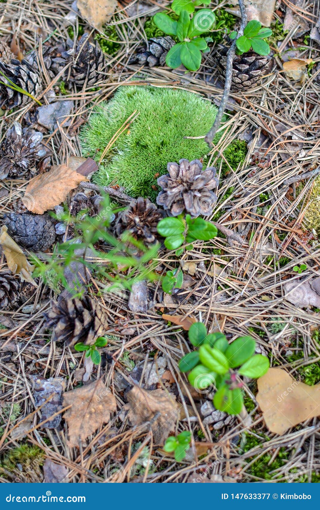 A Bumps on the Grass and Moss Stock Image - Image of area, climate ...