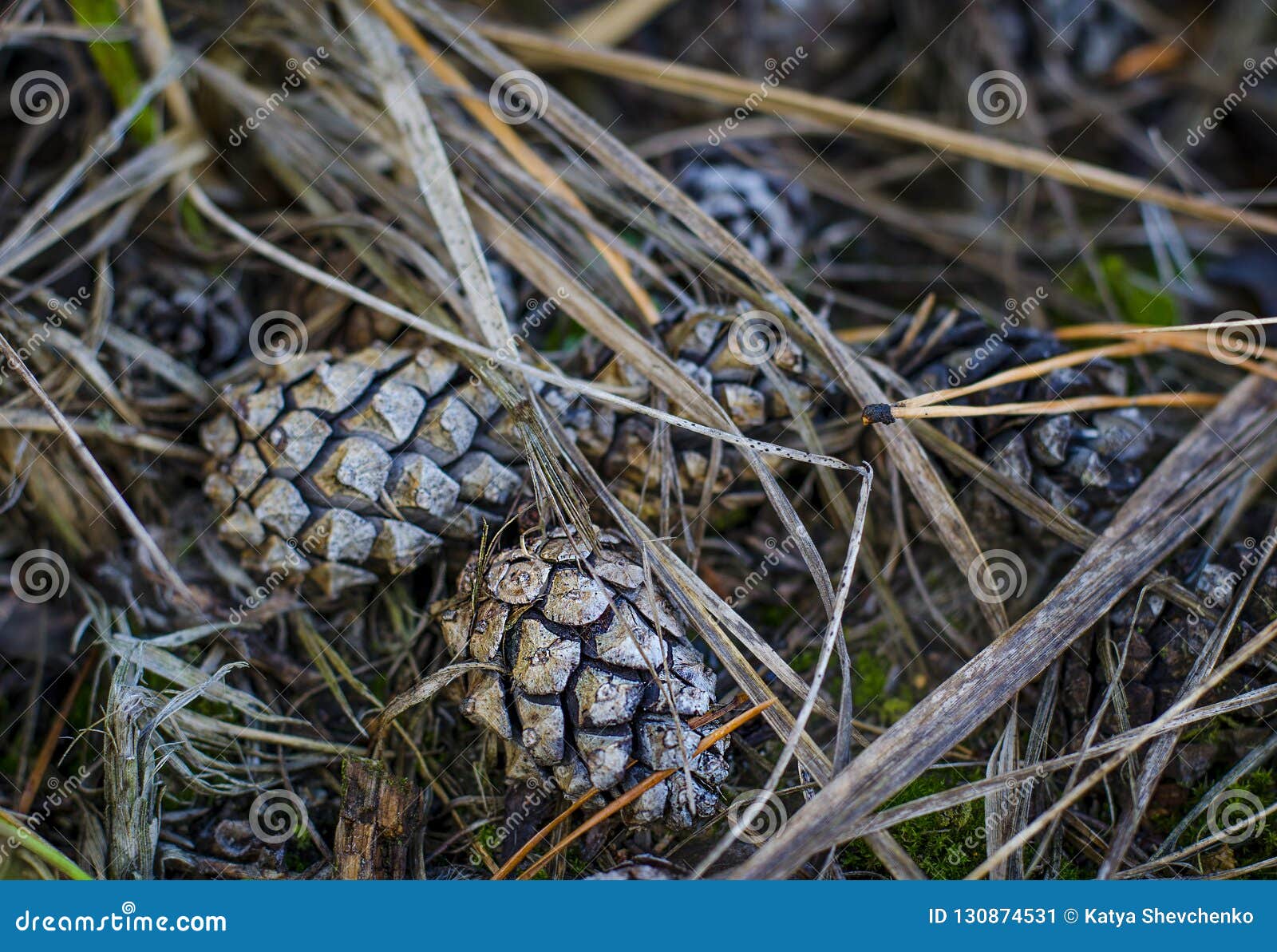 Bumps on the ground stock image. Image of cones, brown - 130874531