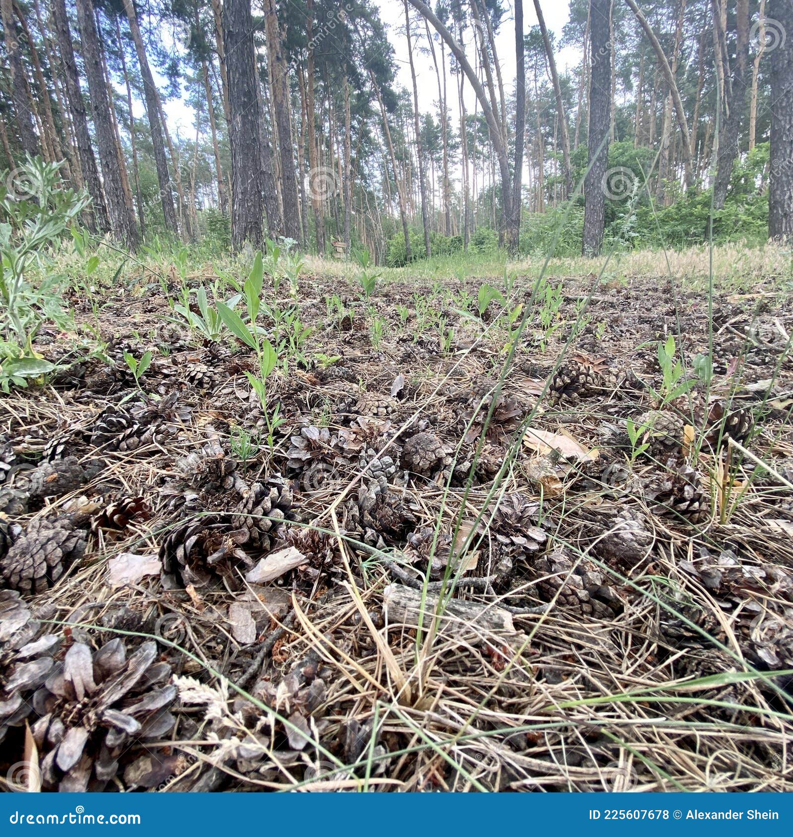 Bumps on the ground stock photo. Image of forest, nature - 225607678