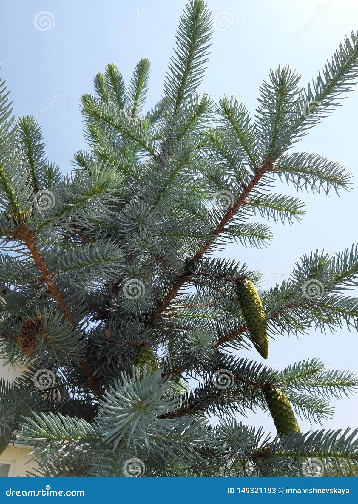 The Bumps on the Large Spruce Tree in the Woods Stock Image - Image of ...