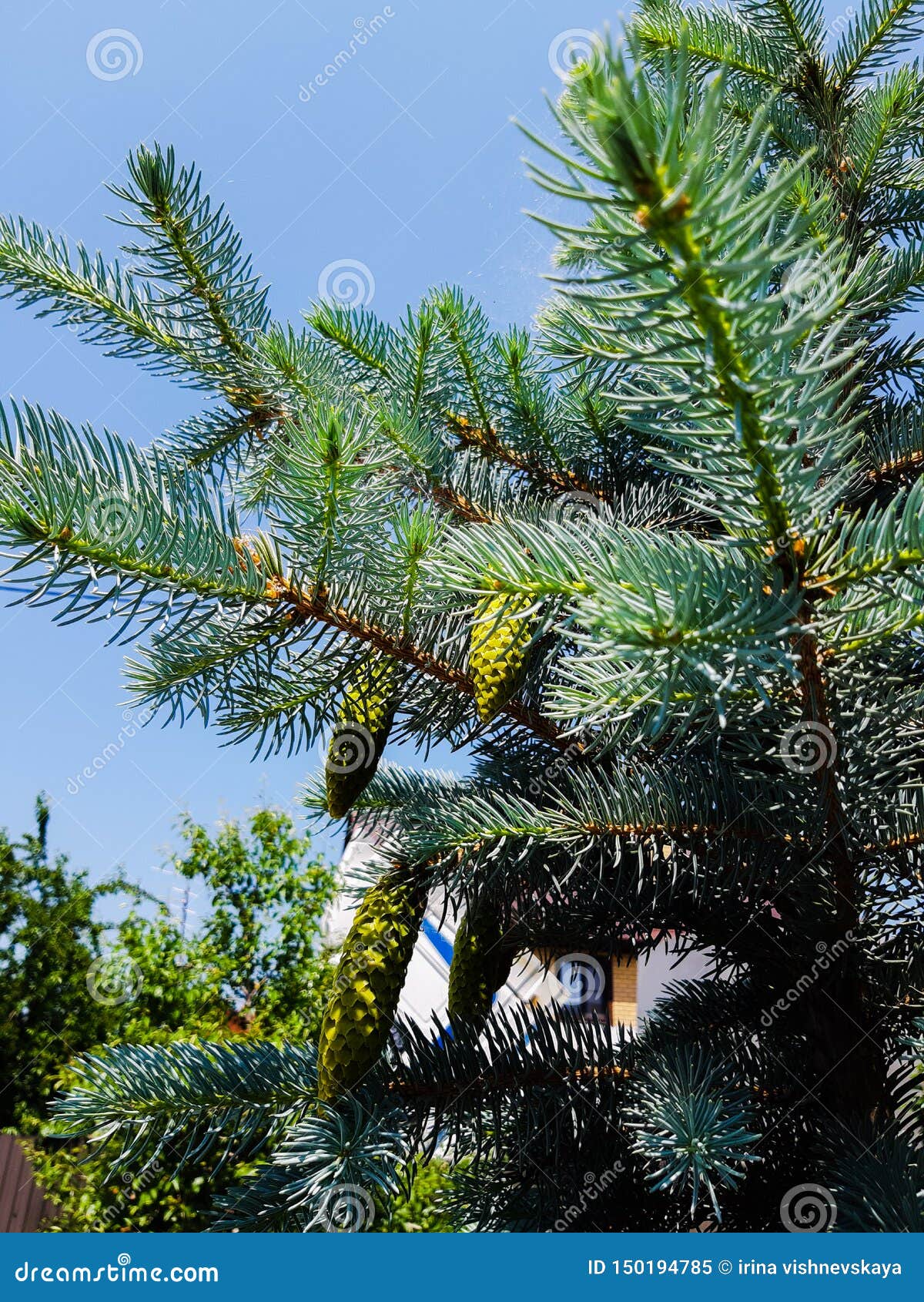 The Bumps on the Large Spruce Tree in the Woods Stock Image - Image of ...