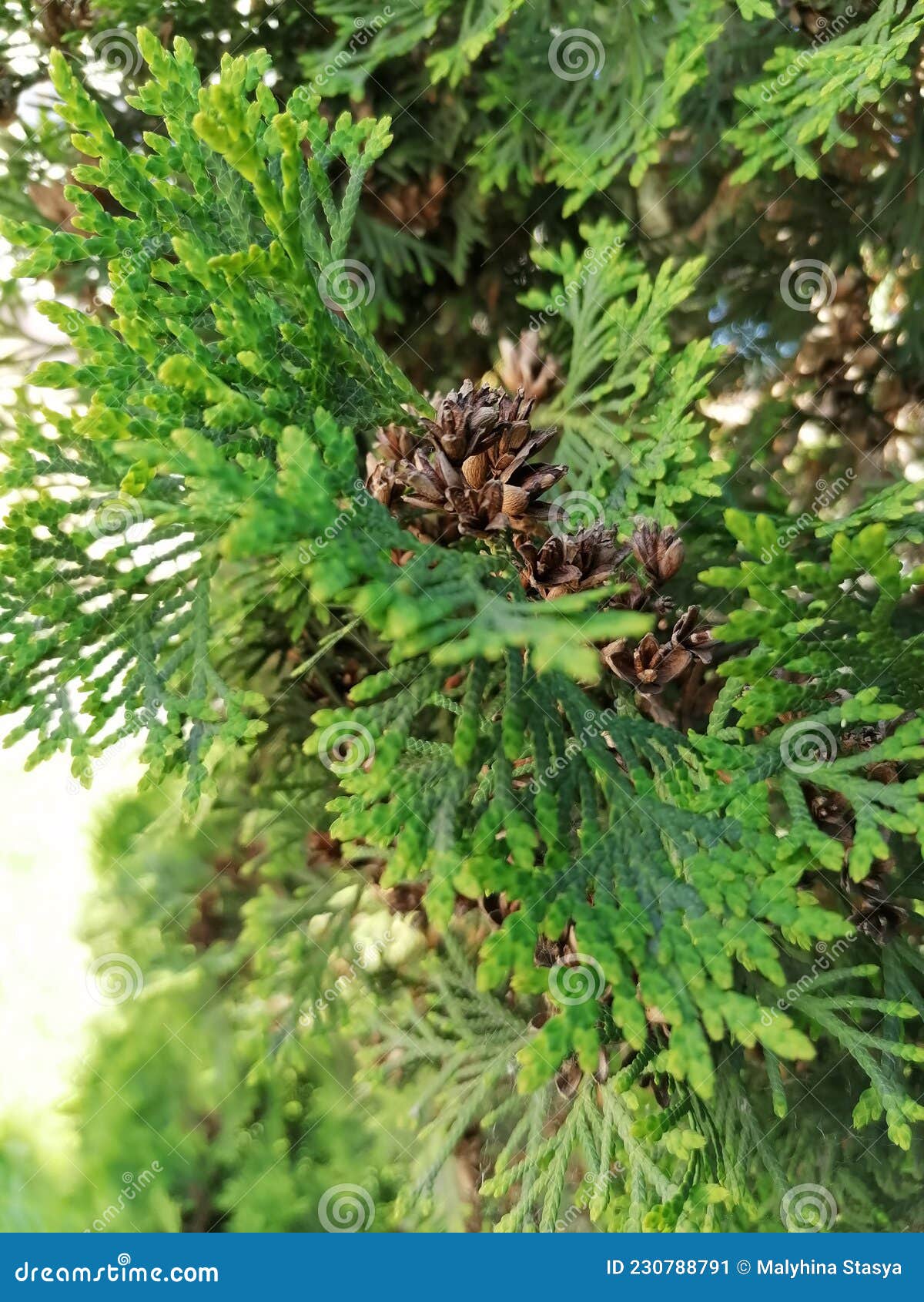 Bumps. Nature. Cones on a Tree. Tree. Green_tree Stock Image - Image of ...