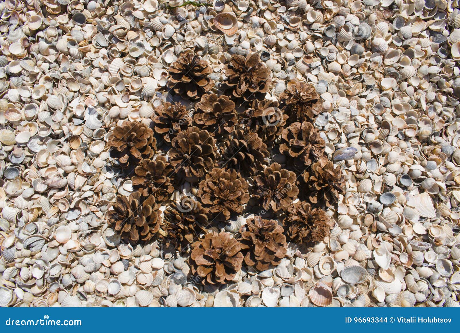 Bumps on shells stock photo. Image of seeds, background - 96693344