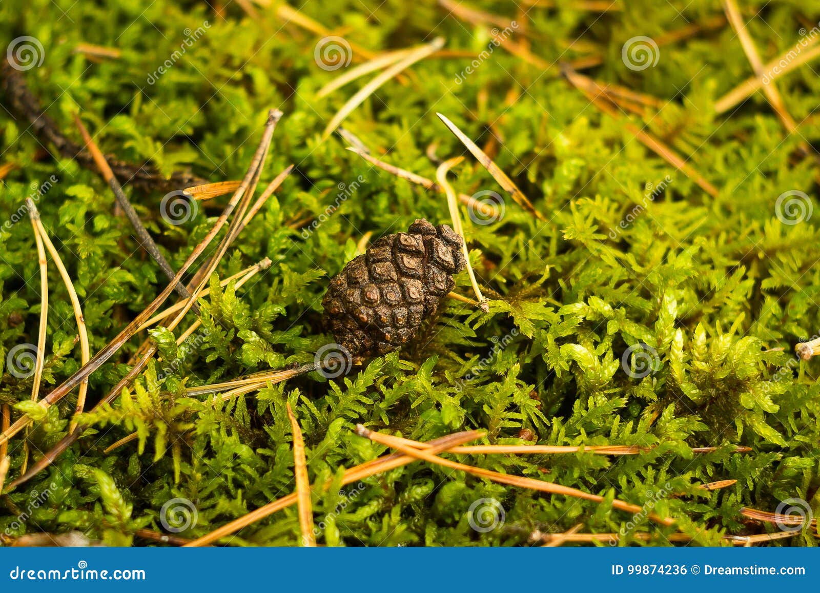 Bump on the moss stock photo. Image of forest, greens - 99874236