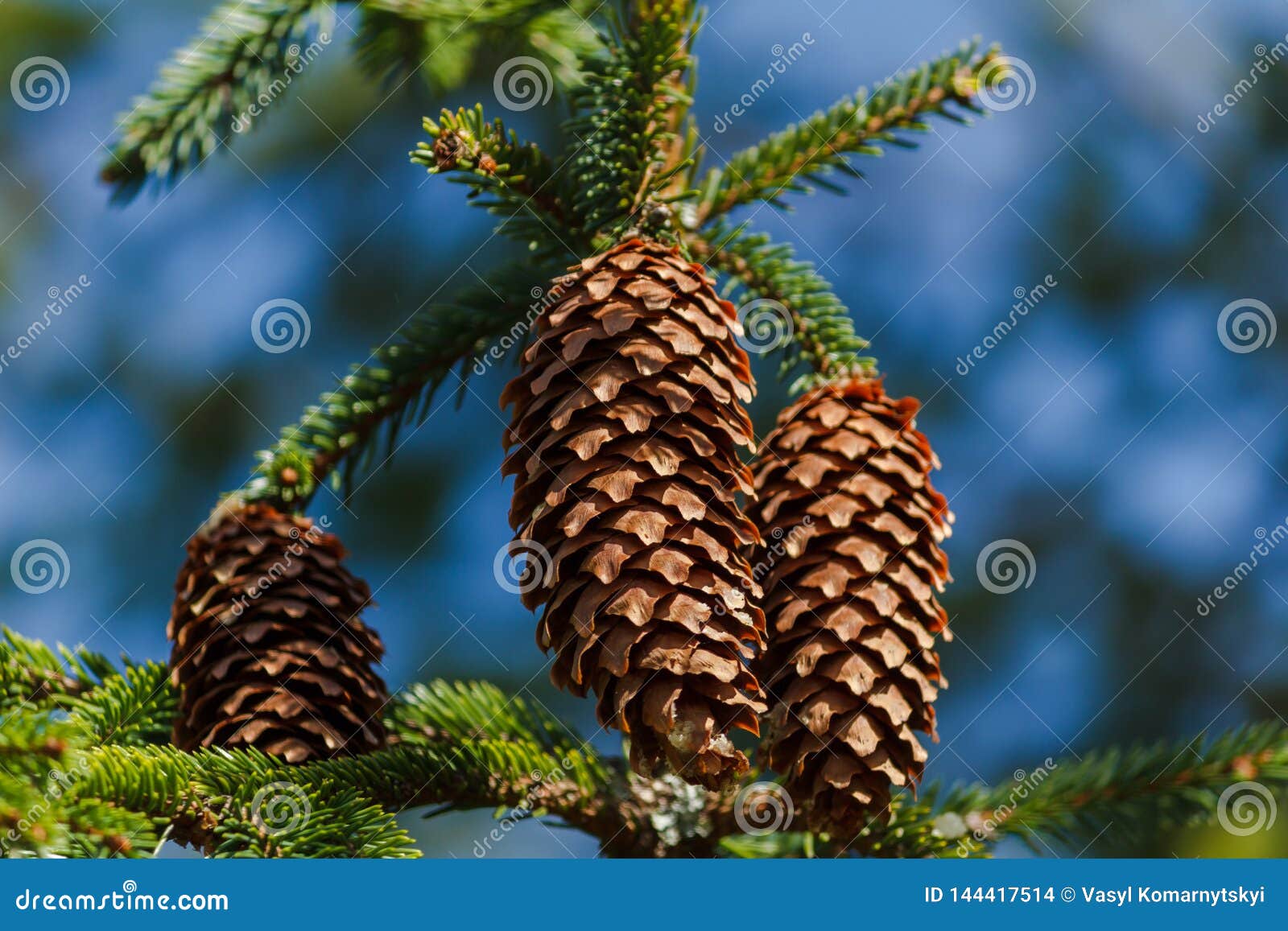 Bumps on a tree stock photo. Image of garden, detail - 144417514