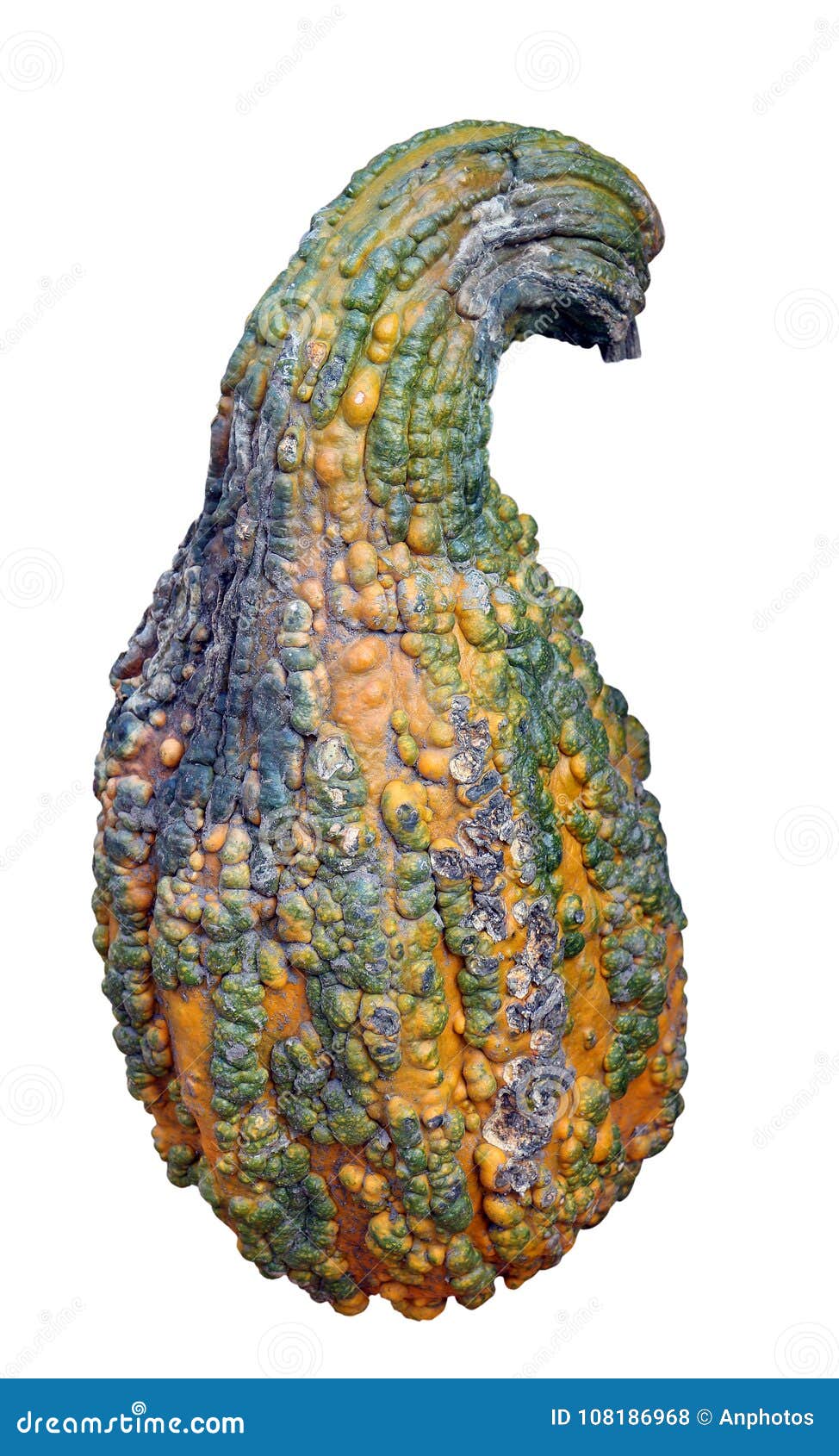 Bumpy crook neck gourd stock photo. Image of studio - 108186968