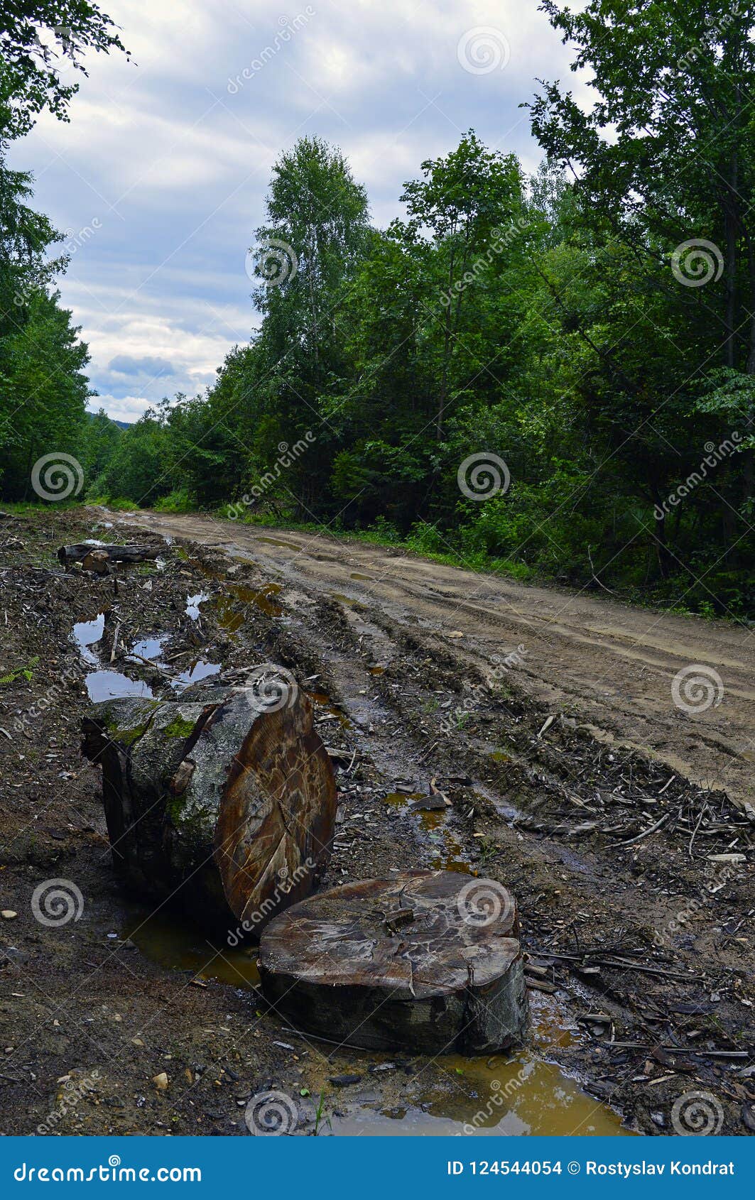 Bumpy forest dirty road stock photo. Image of rain, flora - 124544054