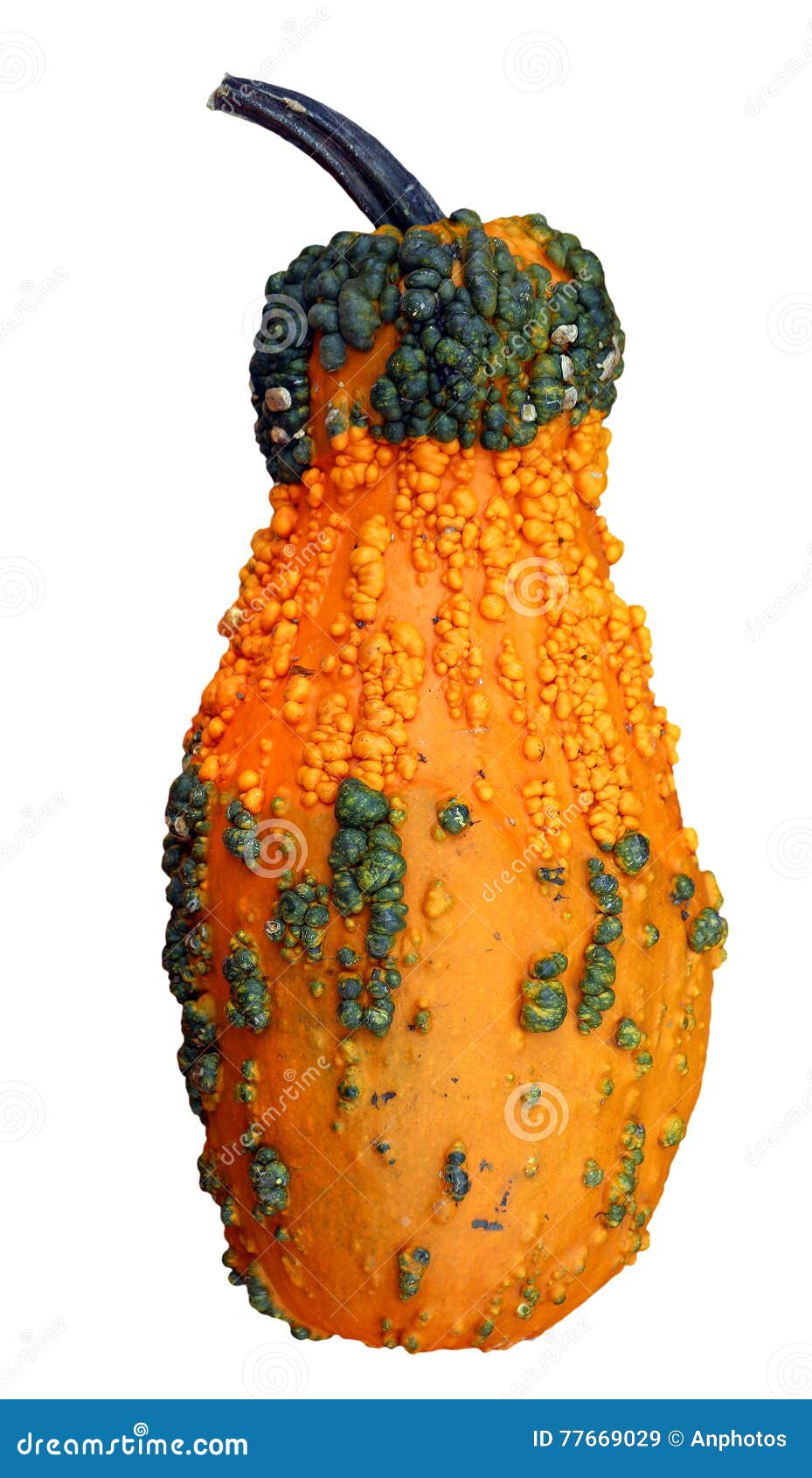 Bumpy gourd stock image. Image of white, home, decorating - 77669029