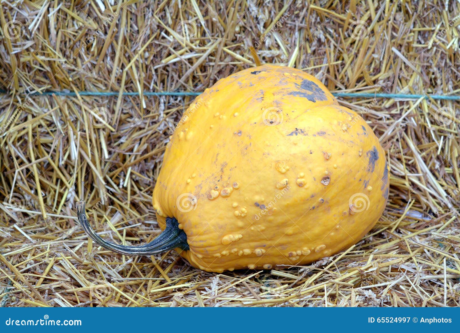 Bumpy gourd stock image. Image of gourd, festival, orange - 65524997