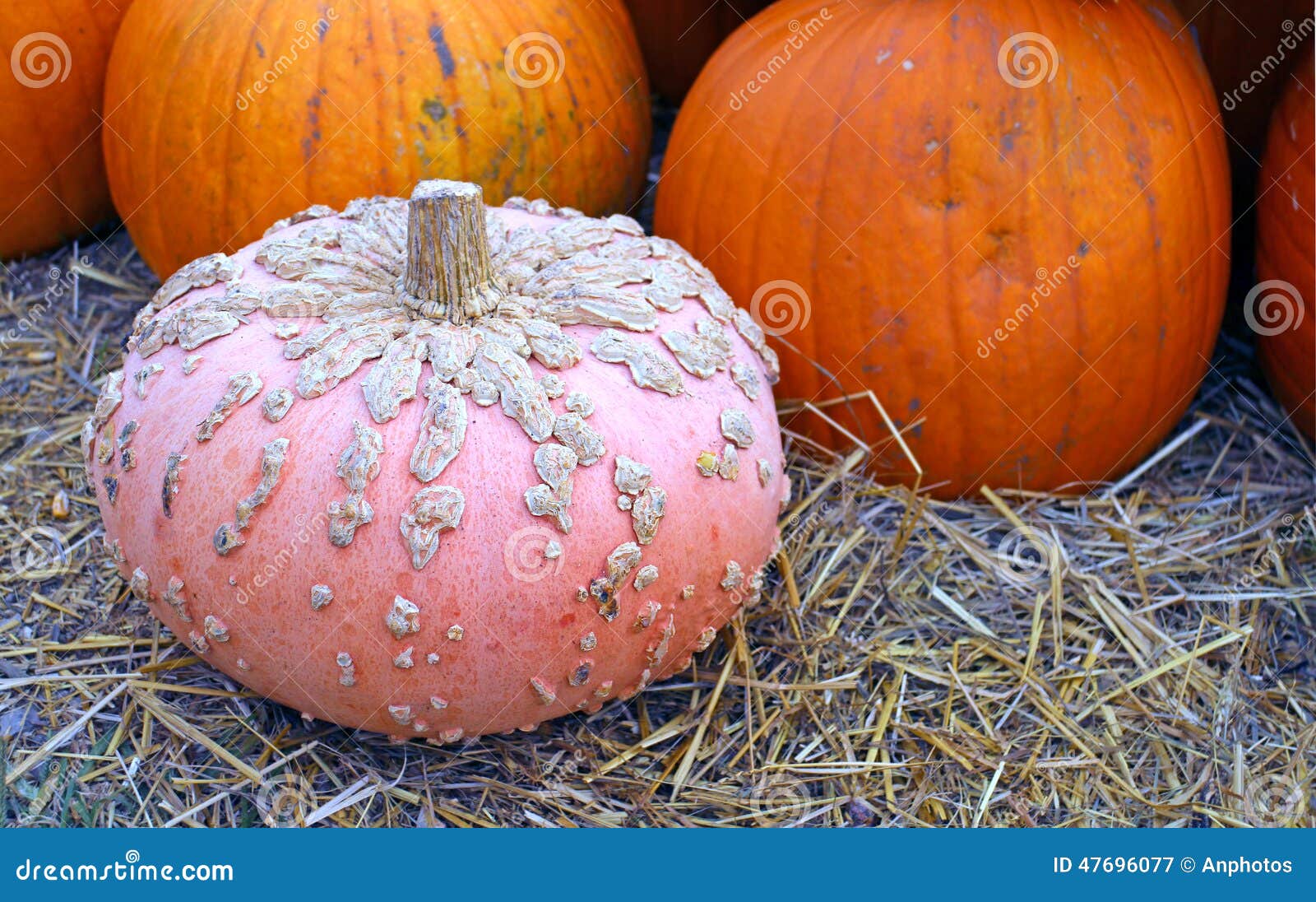 Bumpy gourd stock image. Image of bumpy, autumn, harvest - 47696077
