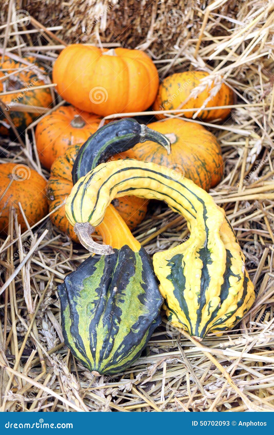 Bumpy gourd stock image. Image of food, farm, market - 50702093