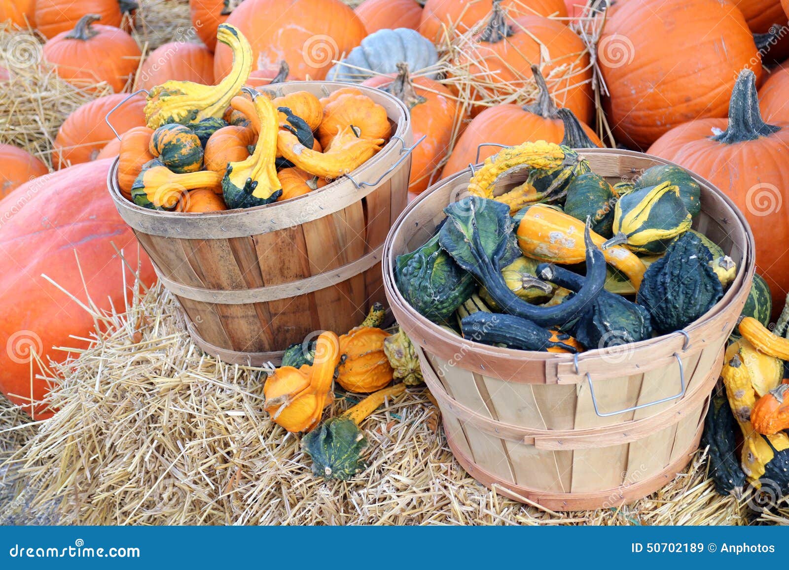 Bumpy gourd stock image. Image of afternoon, produce - 50702189