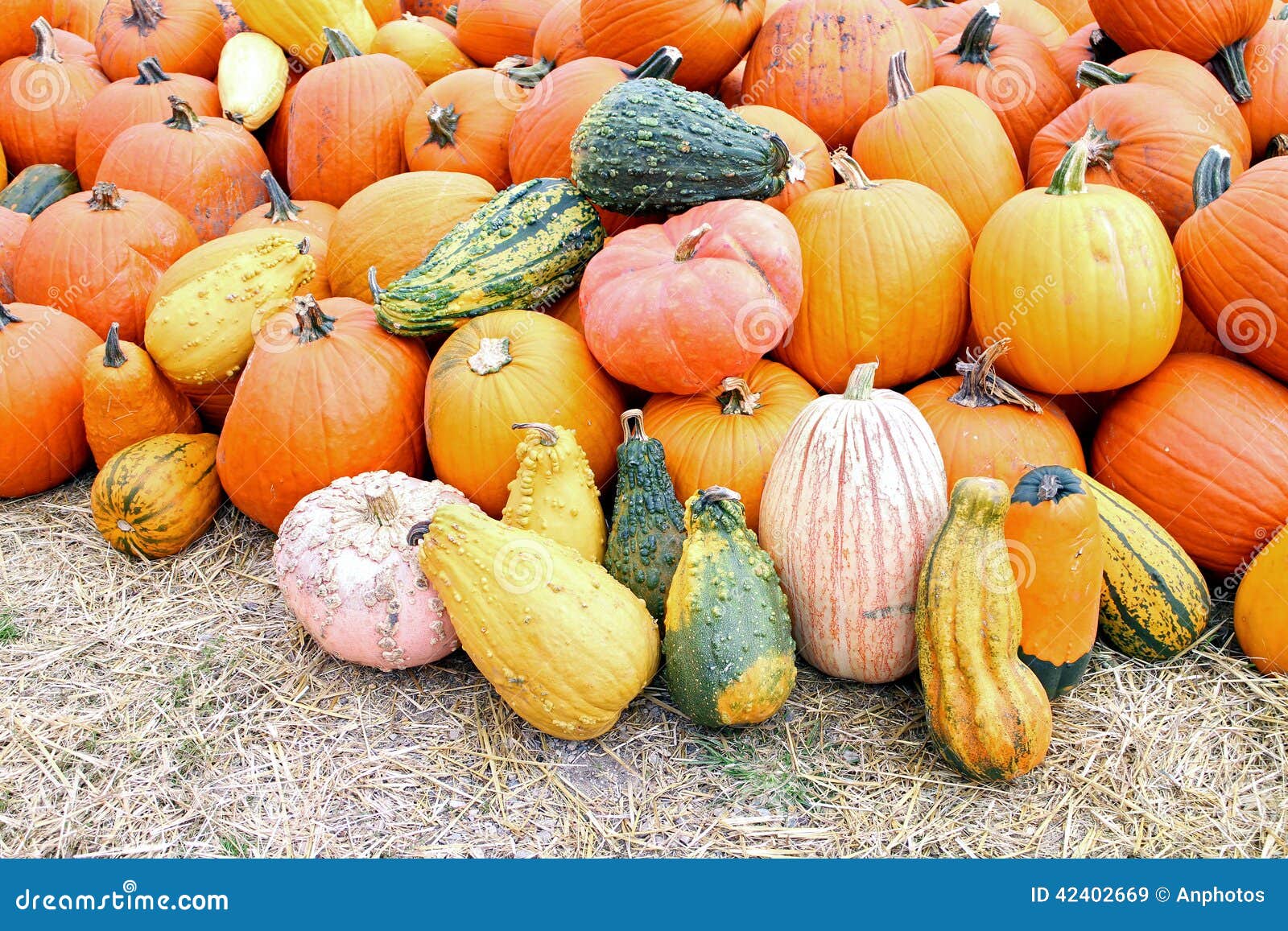 Bumpy gourd stock image. Image of harvest, yellow, place - 42402669