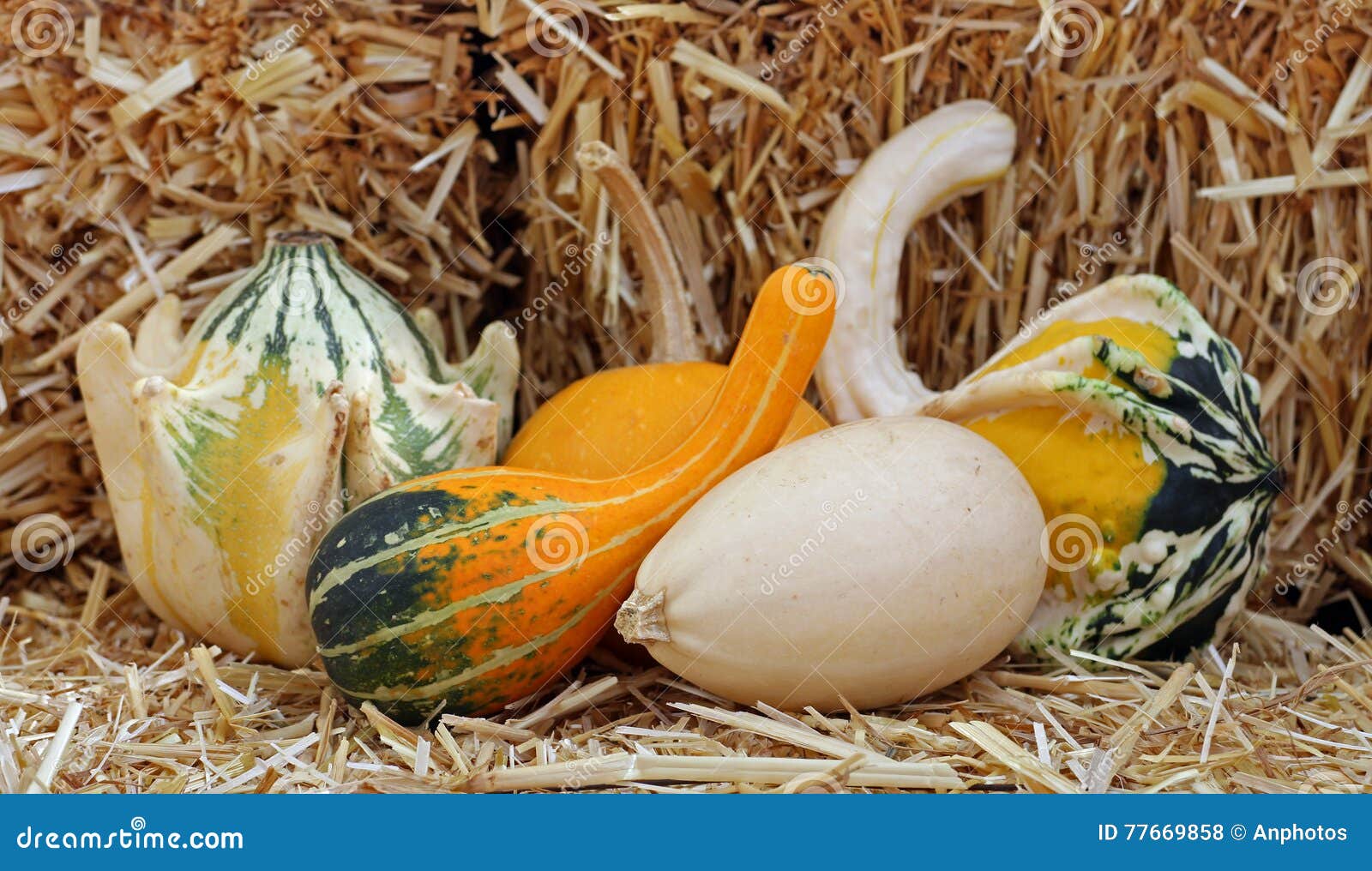Bumpy gourd stock photo. Image of festive, harvest, neck - 77669858