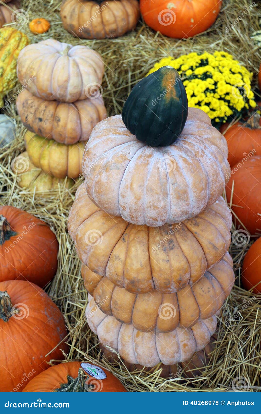 Bumpy gourd stock photo. Image of pumpkin, food, ornamental - 40268978