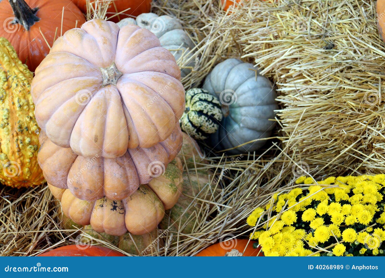 Bumpy gourd stock image. Image of gourd, bumpy, harvest - 40268989