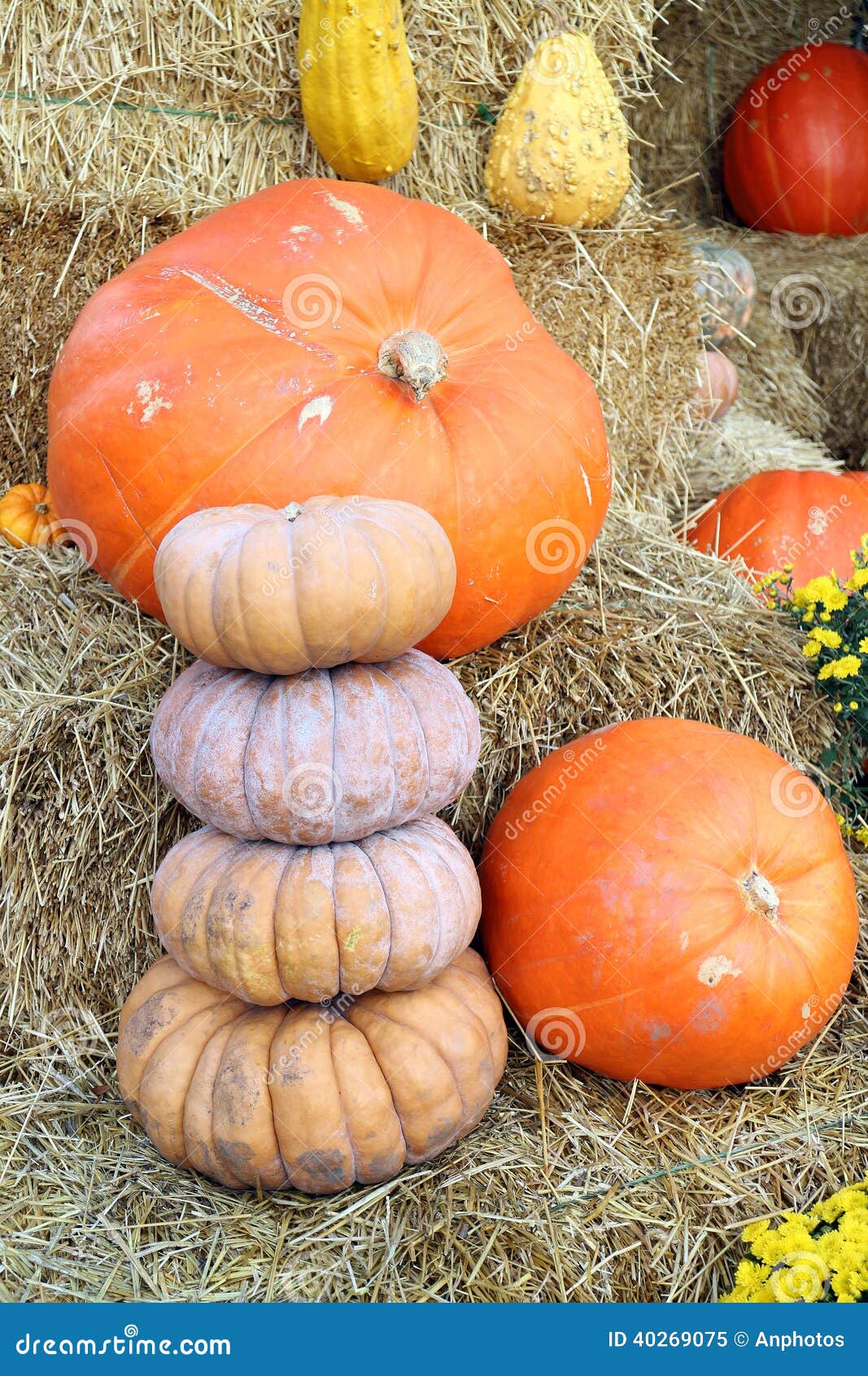 Bumpy gourd stock image. Image of food, ornamental, pumpkin - 40269075