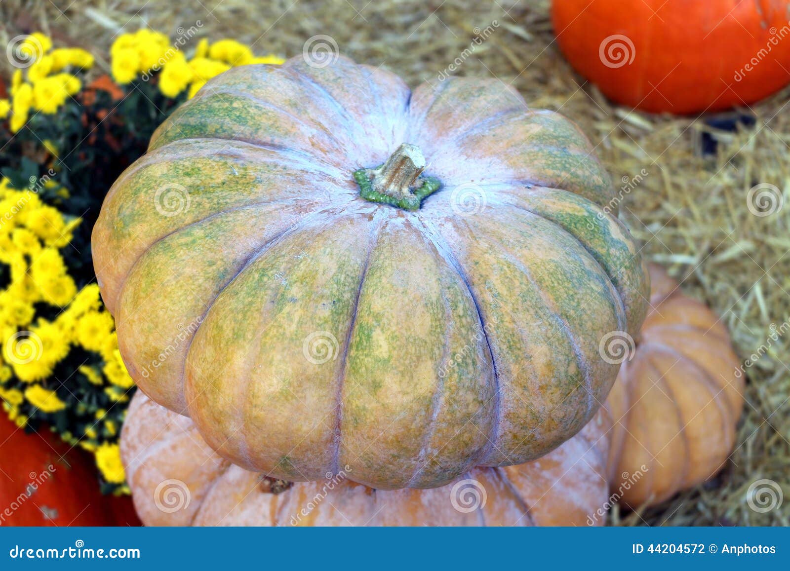 Bumpy gourd stock photo. Image of decorative, squash - 44204572