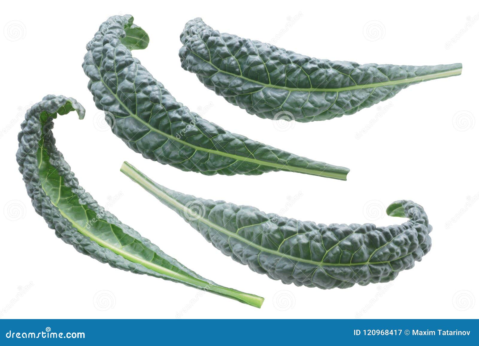 Bumpy Leaf Cabbage Kale Black Tuscan Stock Image - Image of clipping ...