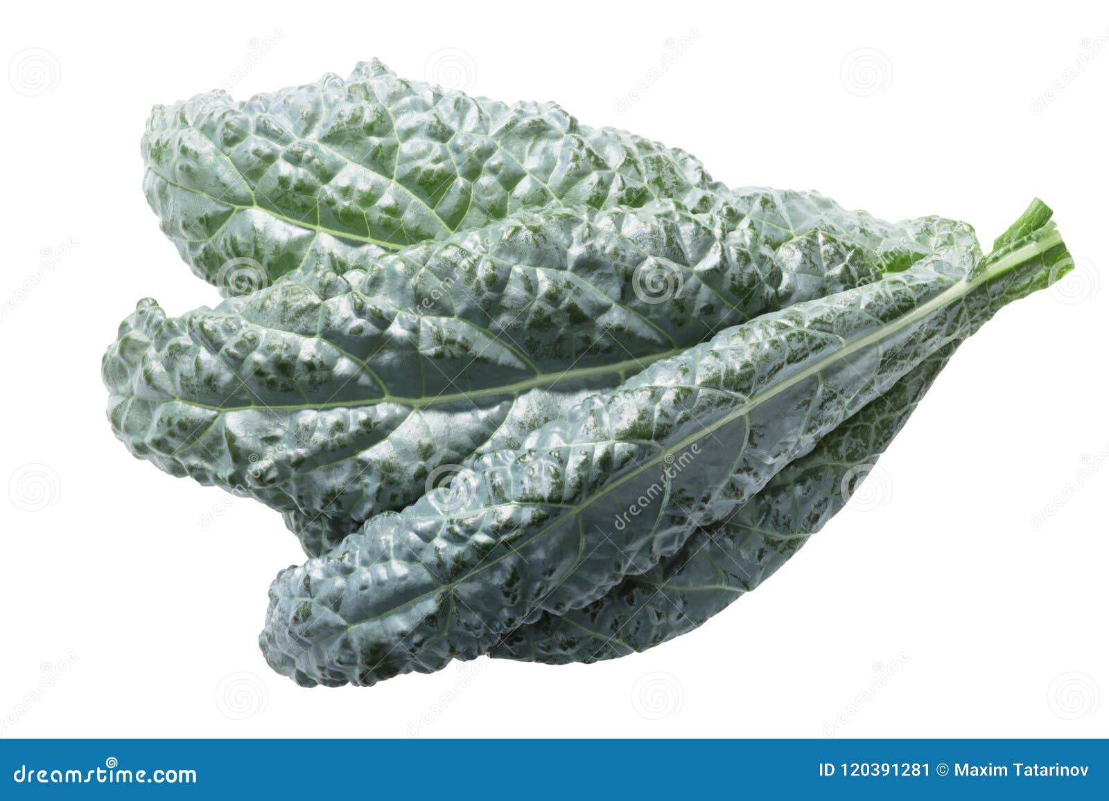Bumpy Leaf Cabbage Kale Tuscan Stock Image - Image of vegetable, kale ...