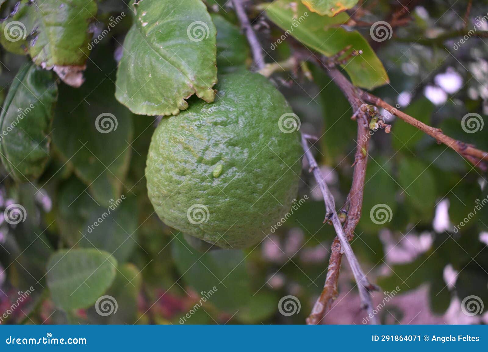 Bumpy Lime in Tree - Citrus Fruit Growing Stock Image - Image of ...