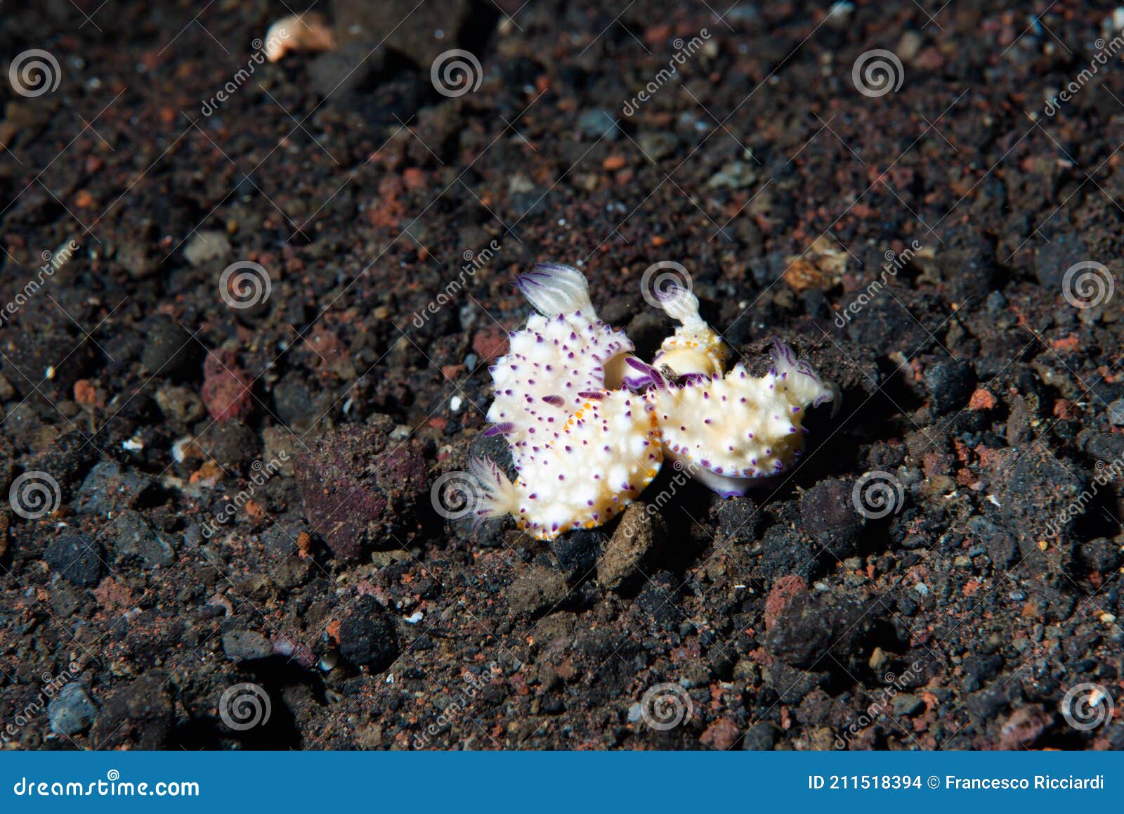 Bumpy Mexichromis Mexichromis Multituberculata Stock Photo - Image of ...